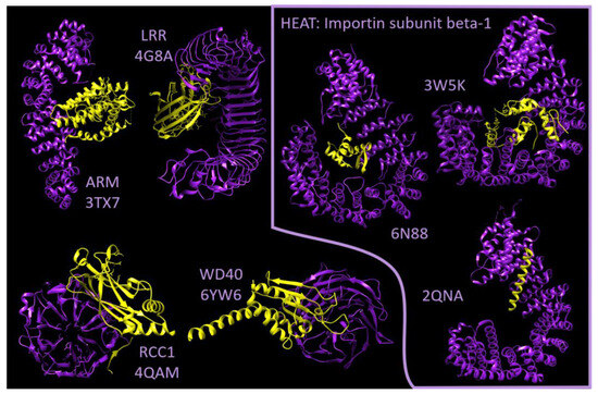 Structured Tandem Repeats in Protein Interactions