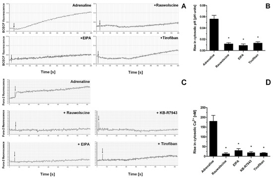 IJMS | Free Full-Text | Study on the Mechanism of the Adrenaline-Evoked Procoagulant Response in ...