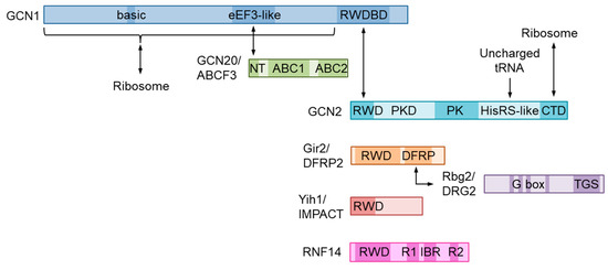 Emerging Role of GCN1 in Disease and Homeostasis