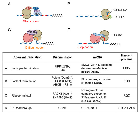 Emerging Role of GCN1 in Disease and Homeostasis