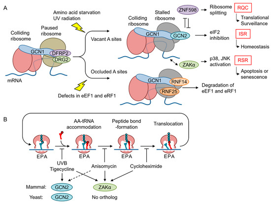 Emerging Role of GCN1 in Disease and Homeostasis