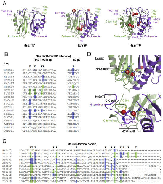 Structures, Mechanisms, and Physiological Functions of Zinc ...
