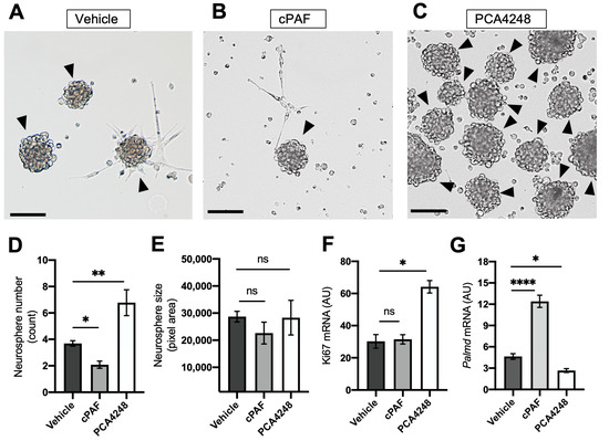 Platelet-Activating Factor Receptor (PAFR) Regulates Retinal Progenitor ...