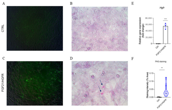 Regeneration of Non-Alcoholic Fatty Liver Cells Using Chimeric FGF21 ...