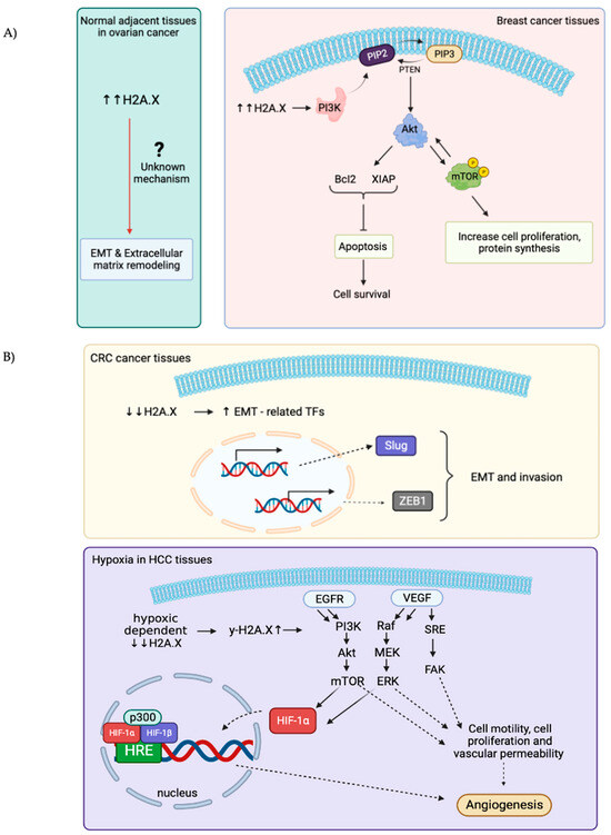 Roles of Histone H2A Variants in Cancer Development, Prognosis, and ...