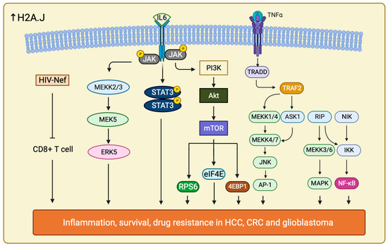 Roles of Histone H2A Variants in Cancer Development, Prognosis, and ...