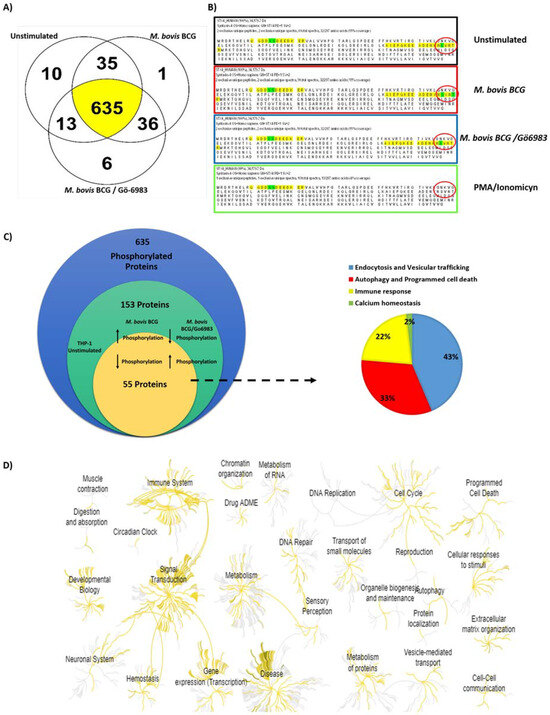 Negative Regulation of Autophagy during Macrophage Infection by Mycobacterium bovis BCG via ...