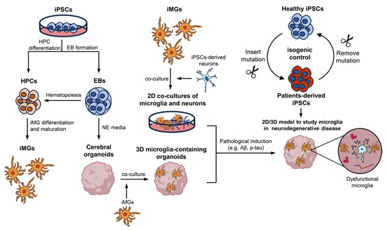 IJMS | Free Full-Text | Integration of iPSC-Derived Microglia into Brain Organoids for ...