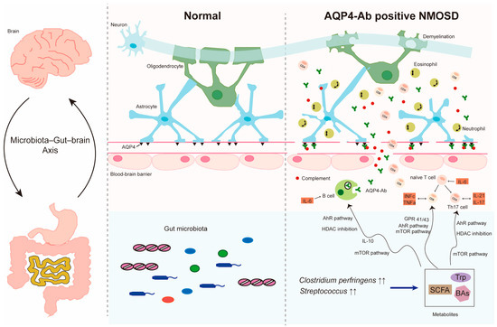 The Role of Gut Microbiota in Neuromyelitis Optica Spectrum Disorder