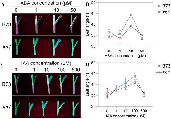 IJMS | Free Full-Text | Phenotypic Investigation and RNA-seq of KN1 ...