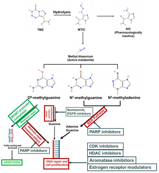 A Review of Approaches to Potentiate the Activity of Temozolomide ...