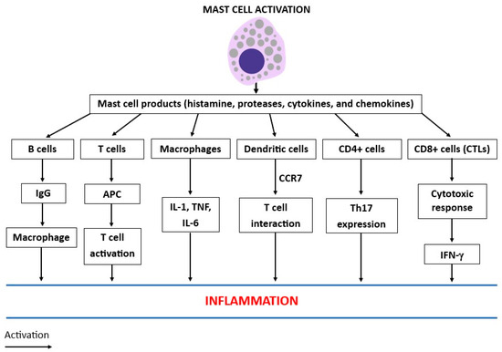 Impact of TNF and IL-33 Cytokines on Mast Cells in Neuroinflammation