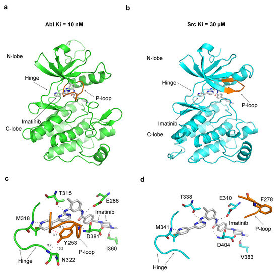 Inhibitor Trapping in Kinases
