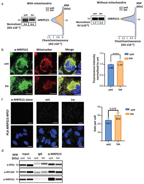 Mitochondrial Ribosomal Protein MRPS15 Is a Component of Cytosolic ...