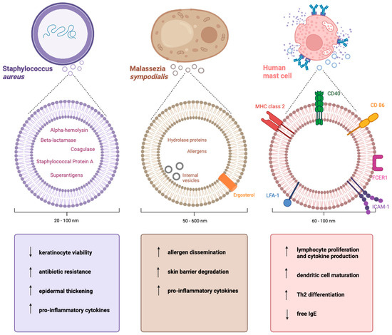 The Role of Extracellular Vesicles in Atopic Dermatitis