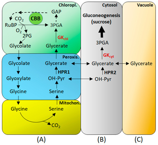 Multiple Roles of Glycerate Kinase—From Photorespiration to ...