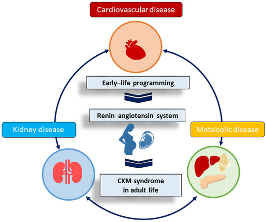 The Renin–Angiotensin System and Cardiovascular–Kidney–Metabolic ...