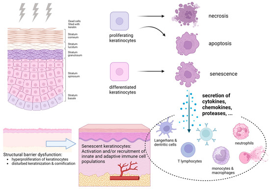 Radiation Dermatitis: Radiation-Induced Effects on the Structural and ...