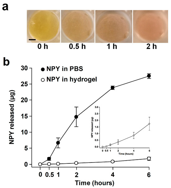 IJMS | Free Full-Text | Topical Neuropeptide Y for Ischemic Skin Wounds