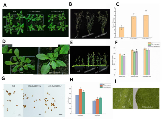 ZmSMR10 Increases the Level of Endoreplication of Plants through Its ...