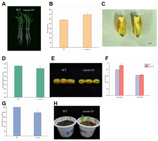 ZmSMR10 Increases the Level of Endoreplication of Plants through Its ...