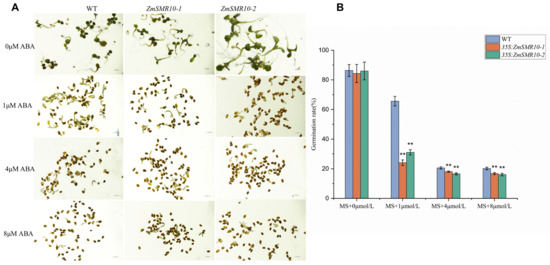 ZmSMR10 Increases the Level of Endoreplication of Plants through Its ...