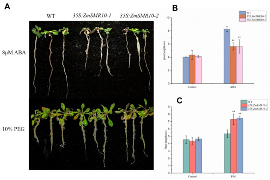 ZmSMR10 Increases the Level of Endoreplication of Plants through Its ...