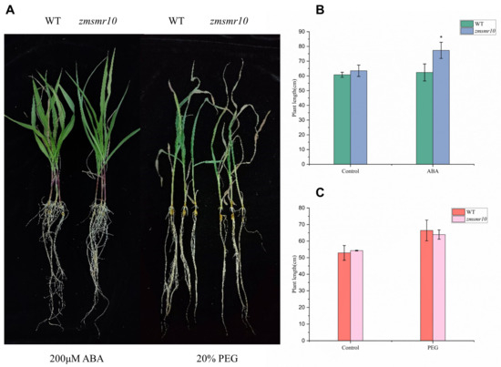 ZmSMR10 Increases the Level of Endoreplication of Plants through Its ...
