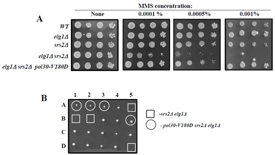 PCNA Unloading Is Crucial for the Bypass of DNA Lesions Using ...