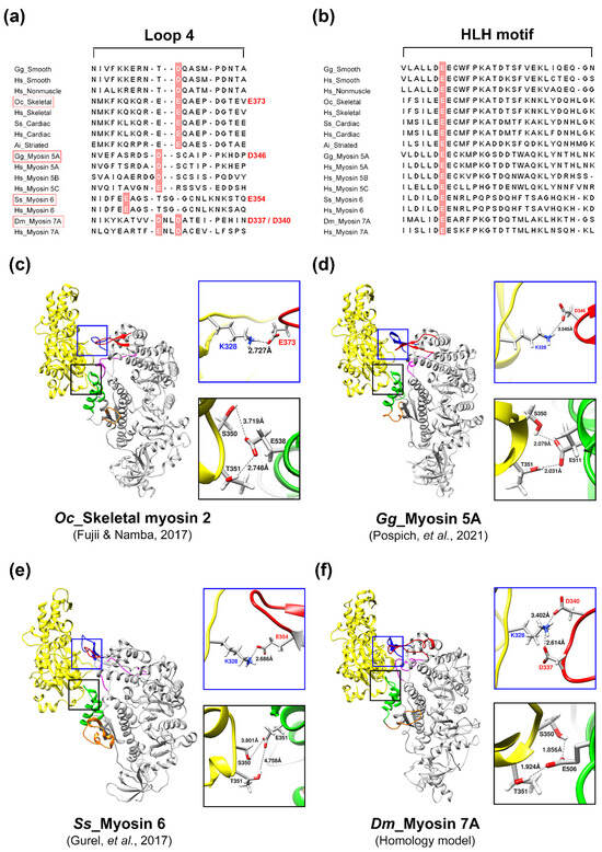 Sequence Alignment-Based Prediction of Myosin 7A: Structural Implications and Protein Interactions