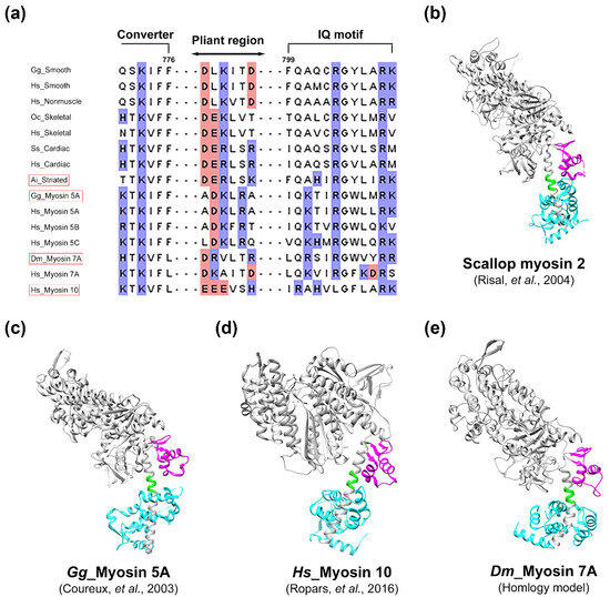 Sequence Alignment-Based Prediction of Myosin 7A: Structural ...
