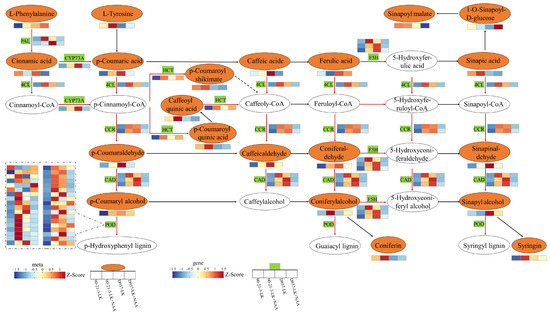 Integrated Transcriptomic and Metabolomic Analysis of Exogenous NAA Effects on Maize Seedling ...