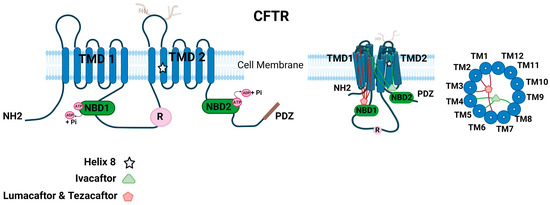 Functional Consequences of CFTR Interactions in Cystic Fibrosis