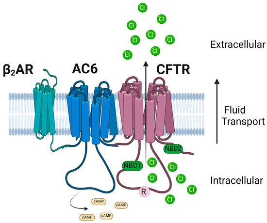 Functional Consequences of CFTR Interactions in Cystic Fibrosis