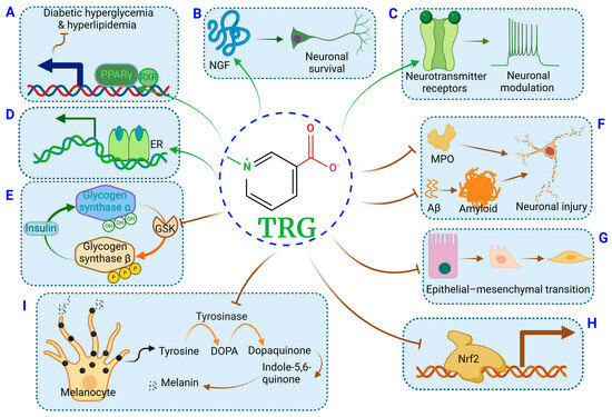 Pharmacological Activities, Therapeutic Effects, and Mechanistic ...