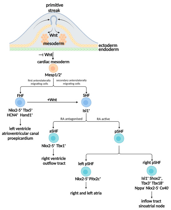State-of-the-Art Differentiation Protocols for Patient-Derived Cardiac Pacemaker Cells