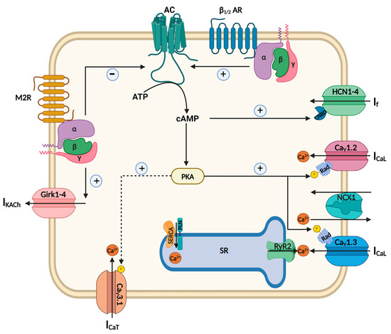 State-of-the-Art Differentiation Protocols for Patient-Derived Cardiac ...