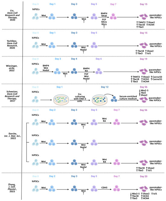 IJMS | Free Full-Text | State-of-the-Art Differentiation Protocols for ...