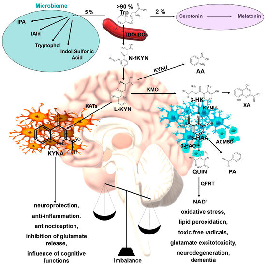 The Impact of C-3 Side Chain Modifications on Kynurenic Acid The Impact of C-3 Side Chain Modifications on Kynurenic Acid
