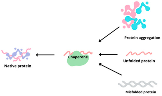 Chaperones—A New Class of Potential Therapeutic Targets in Alzheimer’s ...