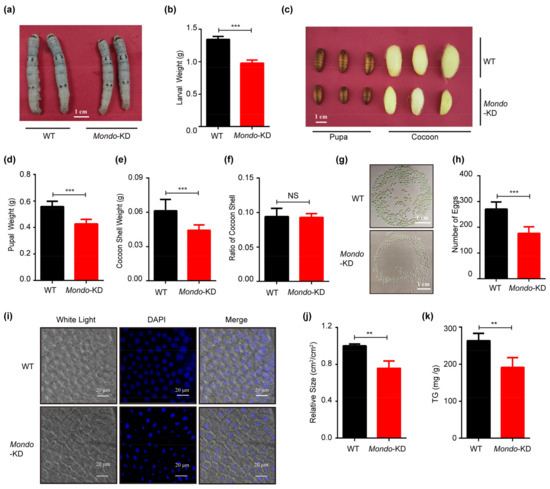 IJMS | Free Full-Text | Domestication Gene Mlx and Its Partner Mondo ...