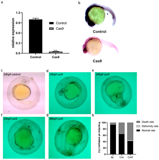 Systematic Identification of Long Noncoding RNAs during Three Key ...