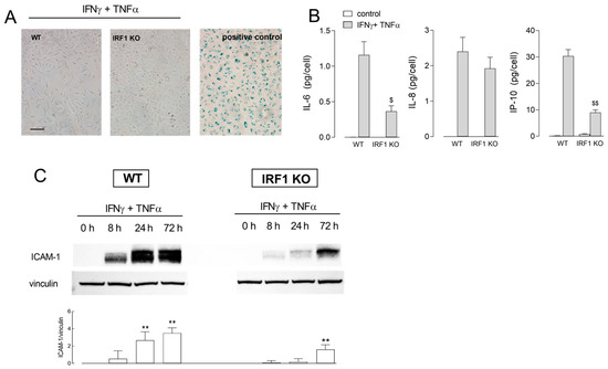 IRF1 Mediates Growth Arrest and the Induction of a Secretory Phenotype ...