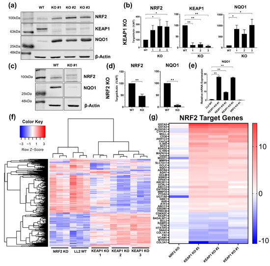 KEAP1-Mutant Lung Cancers Weaken Anti-Tumor Immunity and Promote an M2 ...