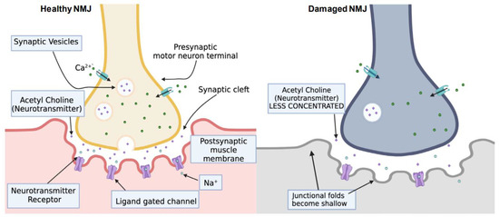 Disruption of Neuromuscular Junction Following Spinal Cord Injury and Motor Neuron Diseases