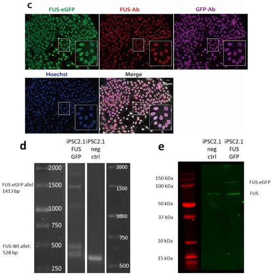 Cell-Type-Dependent Recruitment Dynamics of FUS Protein at Laser ...