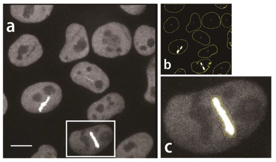 Cell-Type-Dependent Recruitment Dynamics of FUS Protein at Laser ...