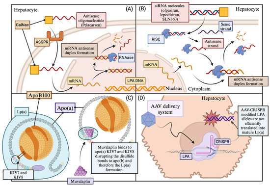 Lipoprotein(a) and Atherosclerotic Cardiovascular Disease: Where Do We ...