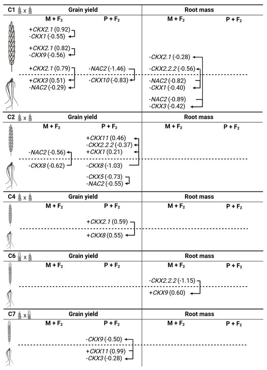High- or Low-Yielding F2 Progeny of Wheat Is Result of Specific TaCKX Gene Coexpression Patterns ...