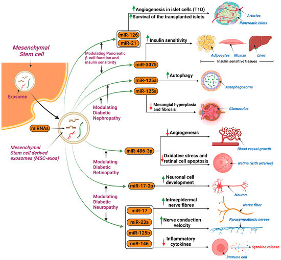 Therapeutic Applications of Stem Cell-Derived Exosomes